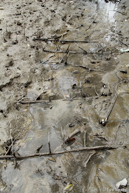 Urban Forest: Jenal Jetty Mangroves